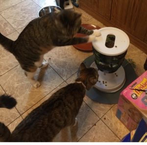 Catit Design Senses Treat & Food Maze Review - Will Your Cat Love It?